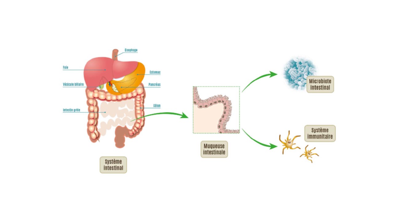 Troubles digestifs à l’effort – Ce transit accéléré qui nous ralentit ...
